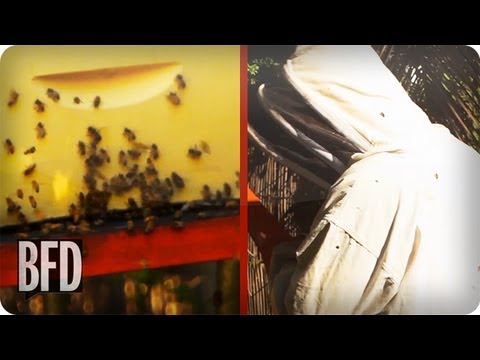 True Beelievers: Backwards Beekeepers | Brain Food Daily | TakePart TV