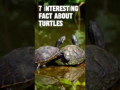 🐢 7 İNTERESTİNG TURTLE FACT 🐢
