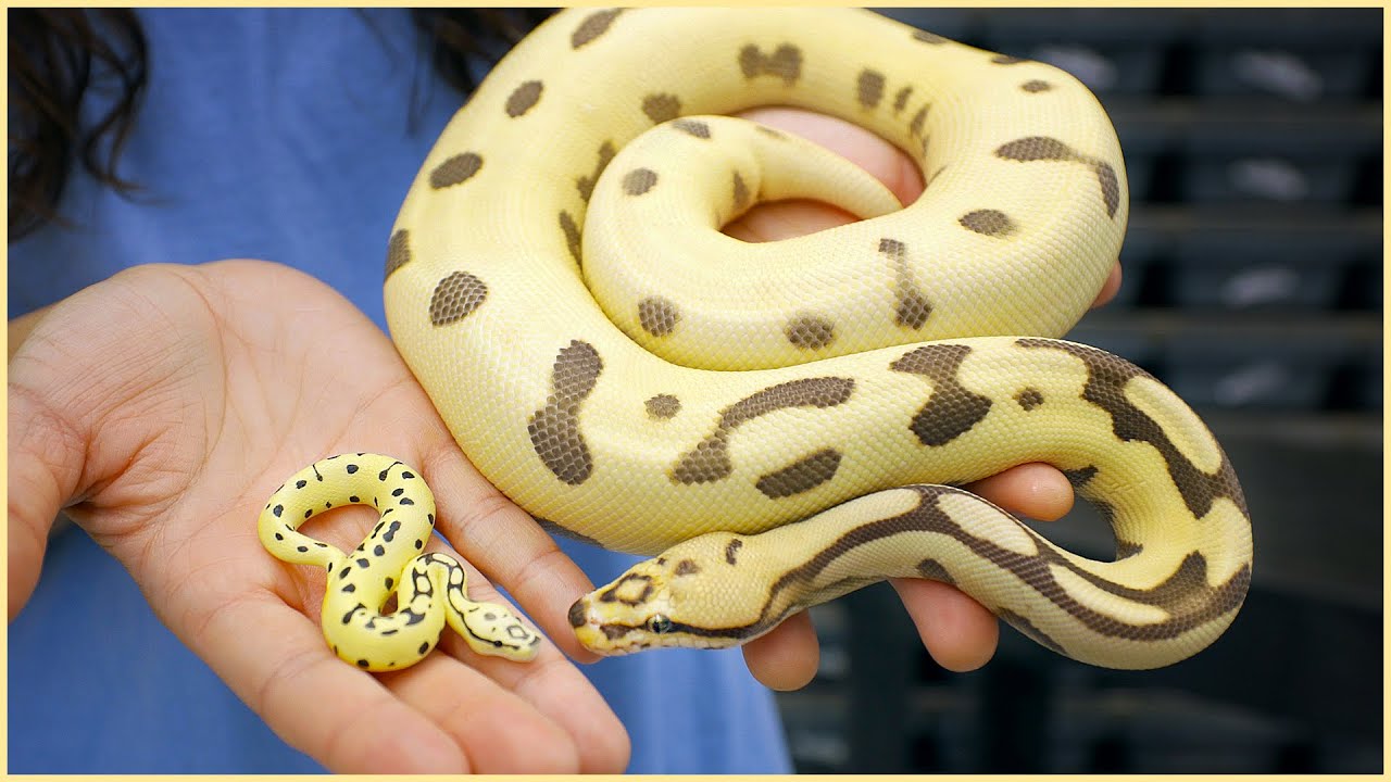 Crazy Ball Python MINI-ME — Looks EXACTLY the Same! | #Hetflix 125