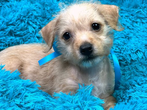 Dog for adoption - Nemo, a Chihuahua & Poodle Mix in San Antonio, TX ...