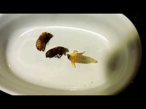 Capital Naturalist: Eating Cicadas