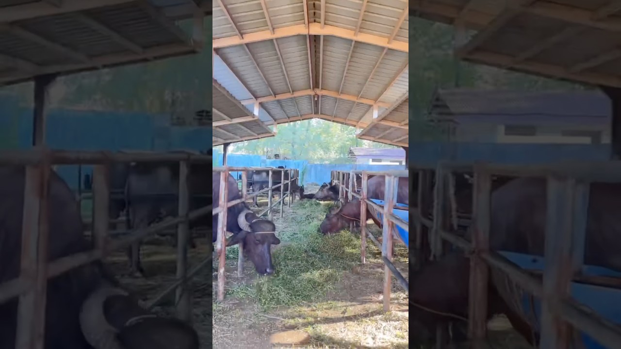 FARM DAY | Hacienda Angelita Nature Farm and Resort | San Rafael, Bulacan