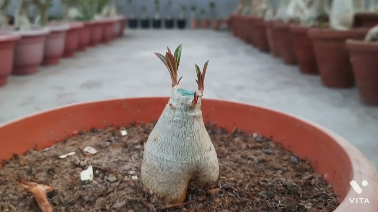 ADENIUM HARD PRUNING WITH RESULT