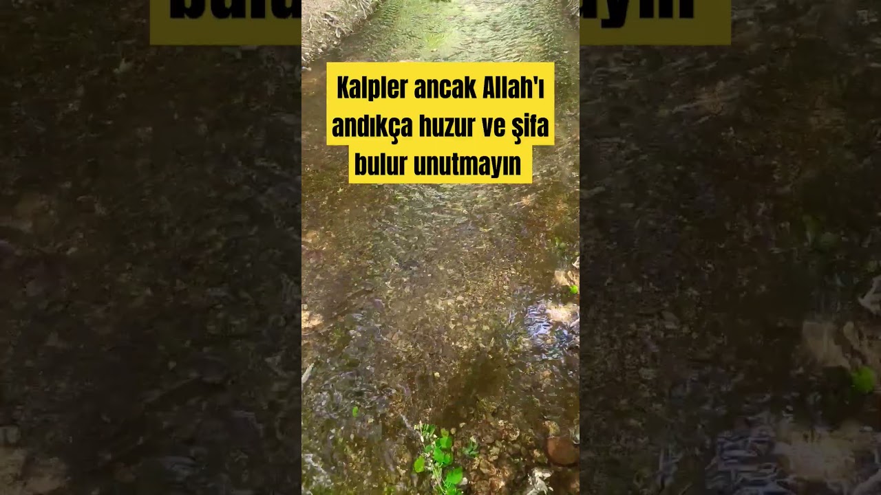 inşirah süresi dinleyin kuran viral amin youtube nature duet love ...