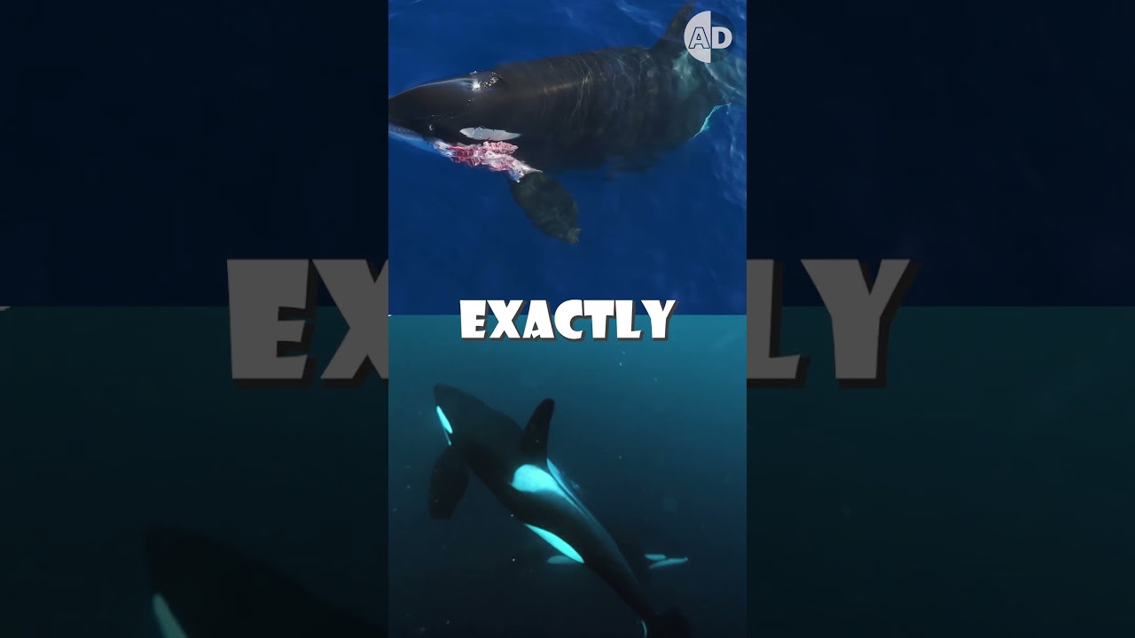 Why Do Dolphins Swim With Killer Whales?🐬🐋 #animals #deepseacreatures