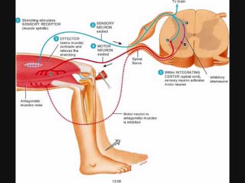Spinal Reflex Intro