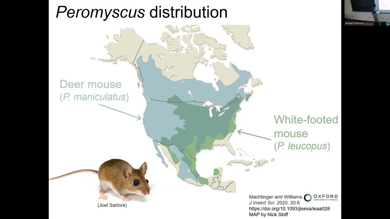Drivers of parasitism in white-footed mice (Peromyscus spp.)