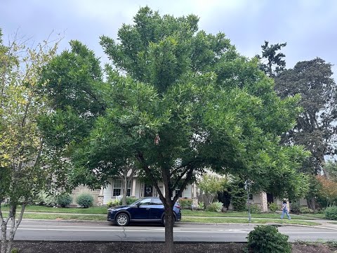 Oregon Emerald Ash Borer Beetle Update— September 2025 | Good News Tree ...