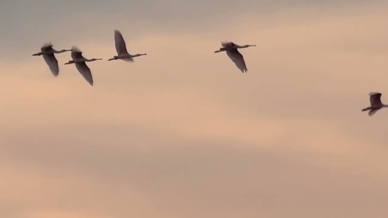 Roseate Spoonbills flying overhead