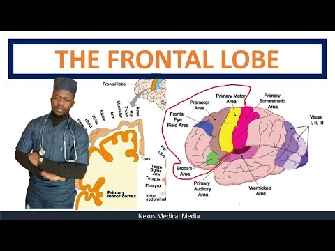Cerebrum| Frontal lobe anatomy, functions and lessons