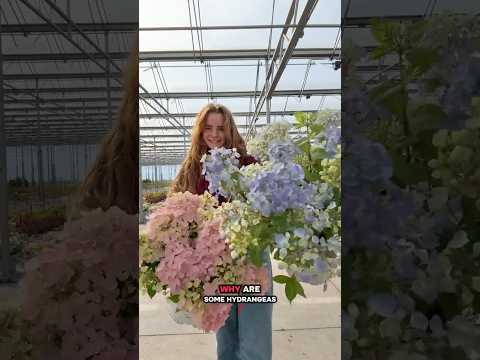 Do you know why some hydrangeas turn pink or blue? #hydrangea #garden