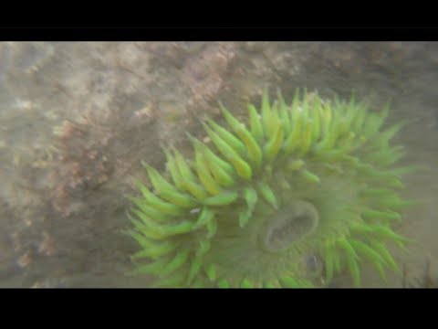 Exploring the TIDE POOLS of California!!!!!!