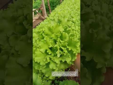 GreenBatavia #กรีนบัตตาเวีย #อนุสราฟาร์ม #ลำปาง #ผักสลัดปลูกดิน #ผักสลัด #ผักสลัดอินทรีย์