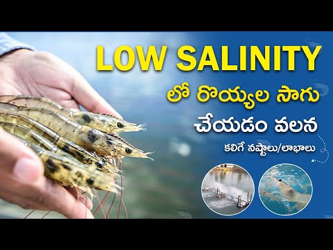 Low Salinity Shrimp Farming || జీరో సెలినిటీ లో రొయ్యల పెంపకం చేయవచ్చా ? || @Strive-ill ||Factors