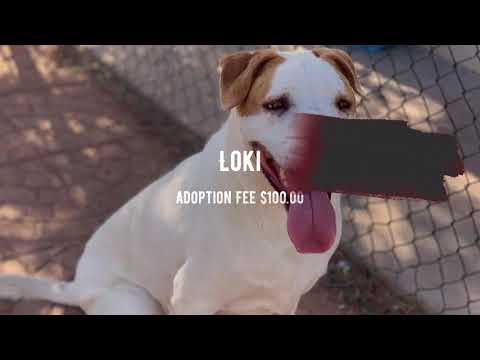 Forever Friends Humane Society AZ - Loki
