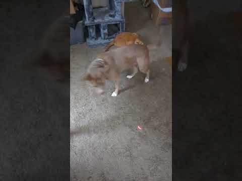 Partners in crime #nala #nemo #dog #puppy #cat #kitten #playing #friends #disney
