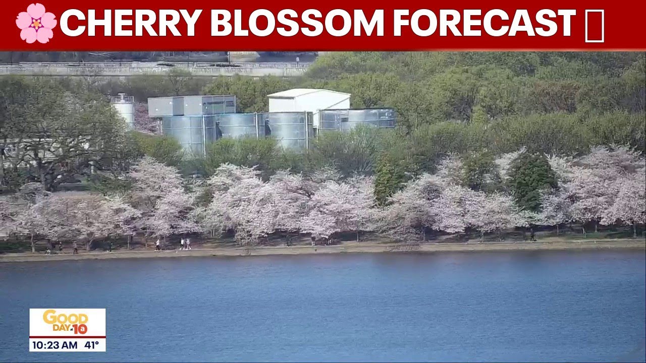 Cherry Blossom Forecast: When could peak bloom arrive?