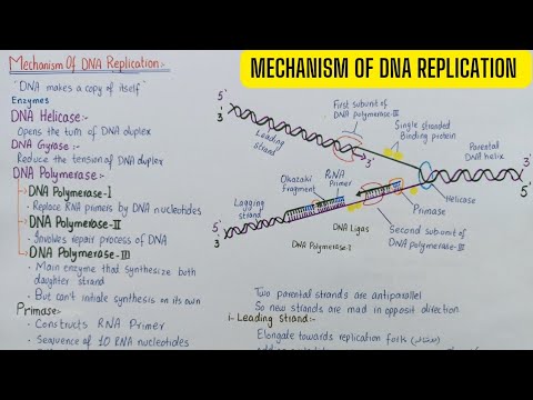 mechanism of dna replication | process of DNA replication | class 12