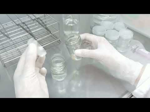 Rice callus induction protocol