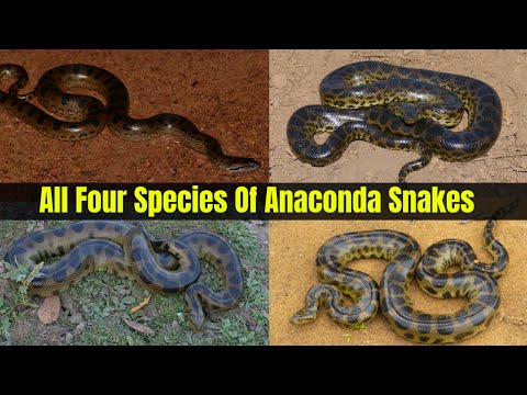All Four Species Of Anaconda Snakes