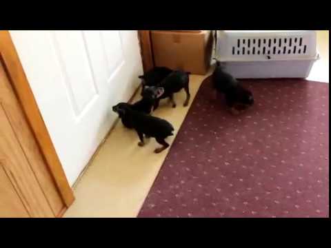 Miniature Pinscher Puppies For Sale