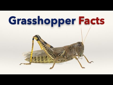 Grasshopper evolution, new research | Dear Kitty. Some blog