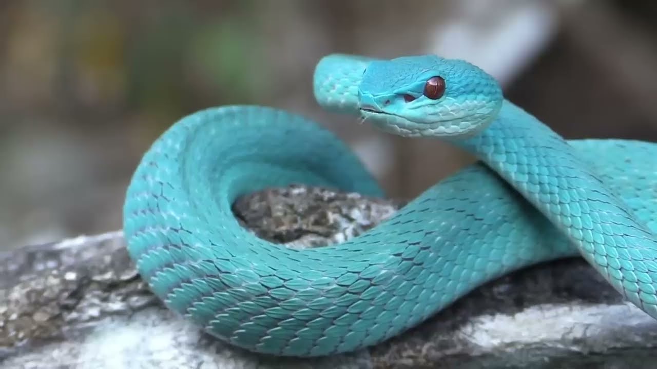 The Scariest Snakes That Actually Exist