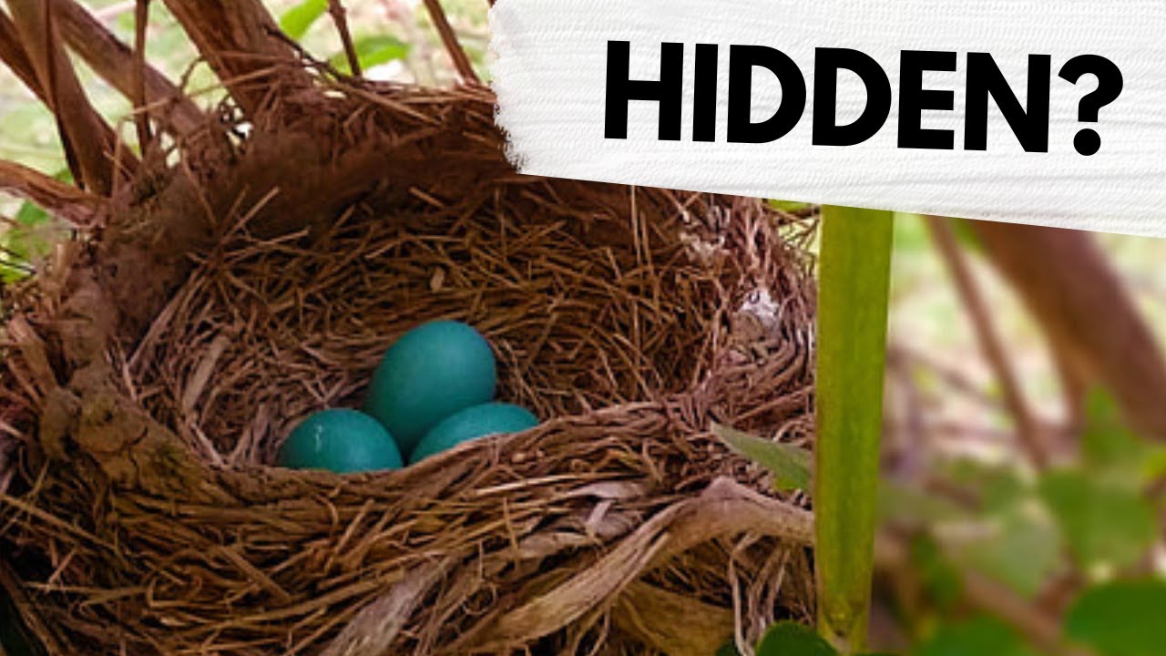 Why are Birds Eggs different Colours?