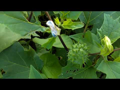 Datura Stramonium ( Jimsonweed ) herb in Hindi