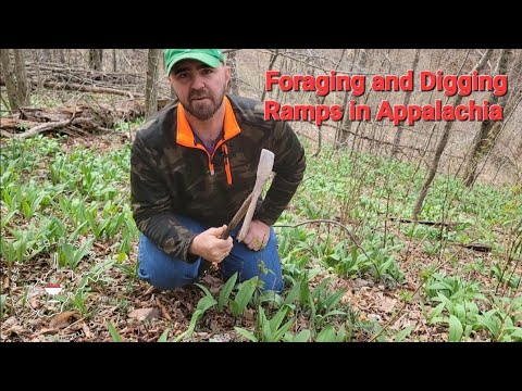 Foraging and Digging Ramps in Appalachia #westvirginia