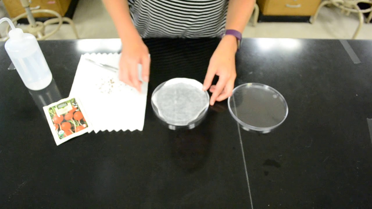 SCI120 Hydroponics Lab - Seed Germination Set Up