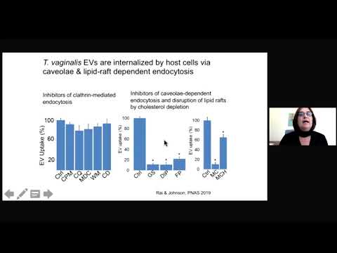 Host parasite interactions between the sexually-transmitted parasite T. vaginalis and its human host