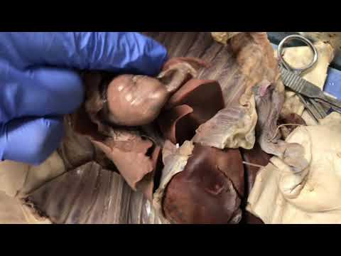 Pig Dissection Terms