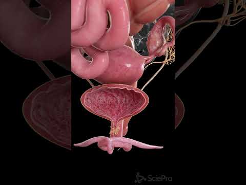 ???? Understanding Cystitis: What You Should Know ???? #anatomy