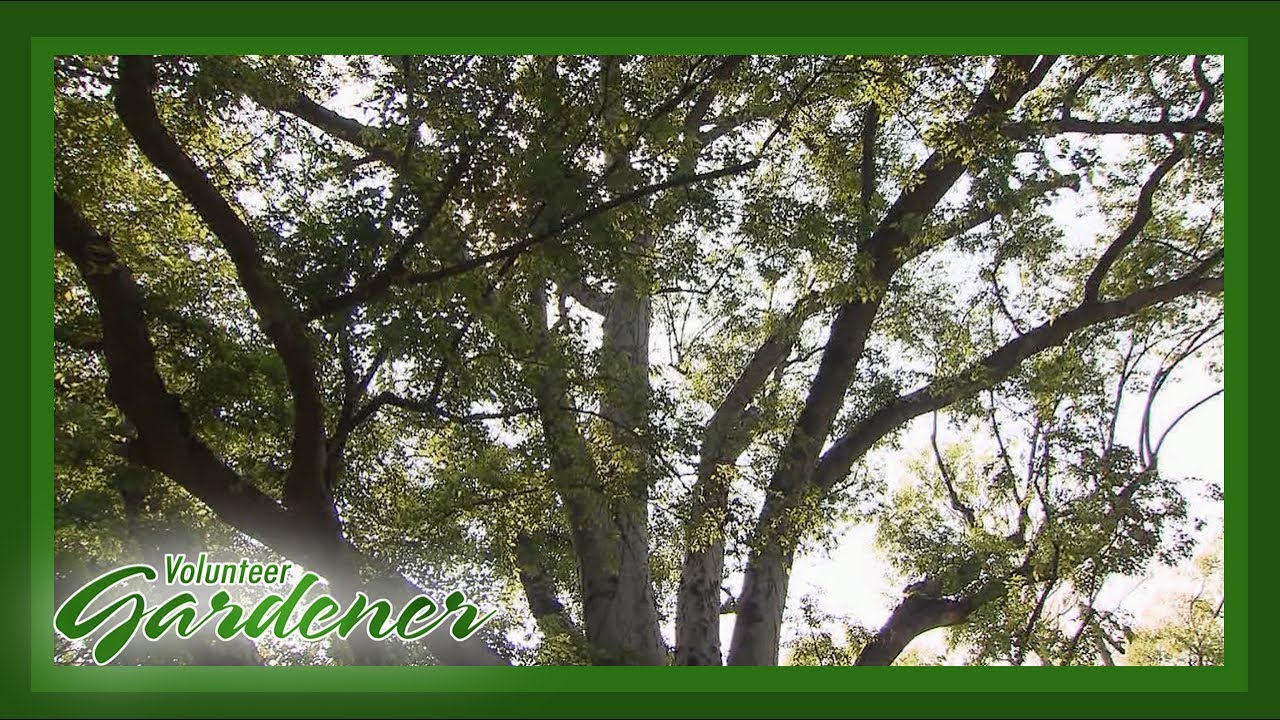 Hackberries: Problems & Prevention | Volunteer Gardener