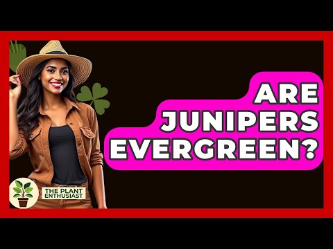 Are Junipers Evergreen? - The Plant Enthusiast