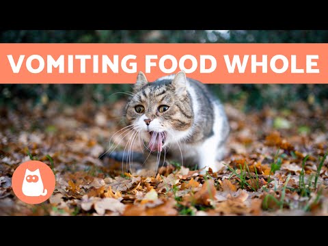 My CAT Is VOMITING UNDIGESTED FOOD 🐱 (8 Causes)