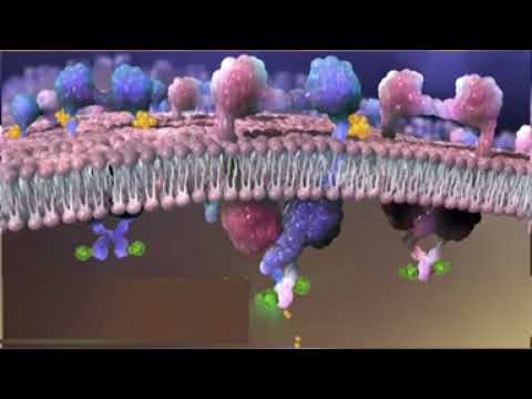 Lapatinib Tablet - Herduo Tablet Latest Price, Manufacturers & Suppliers