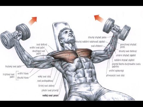 Definition of bodybuilding | it's your fitness world