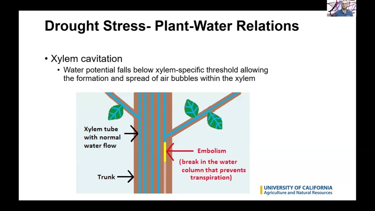 Drought and the Tree Mortality Spiral