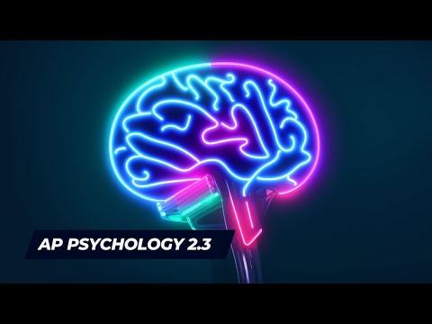 The Nervous System (AP Psychology Unit 2.3A)