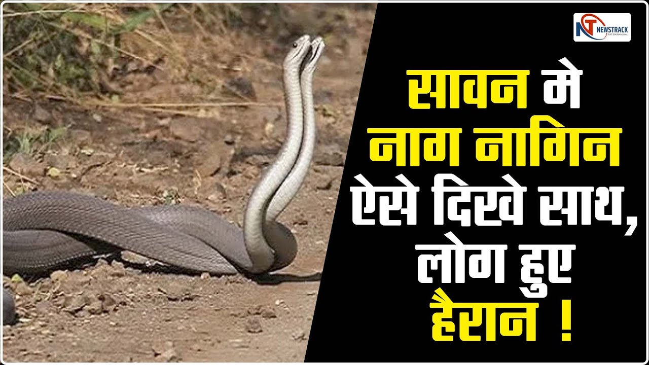 have you ever seen such a pair of snakes nag nagin in real : newstrack