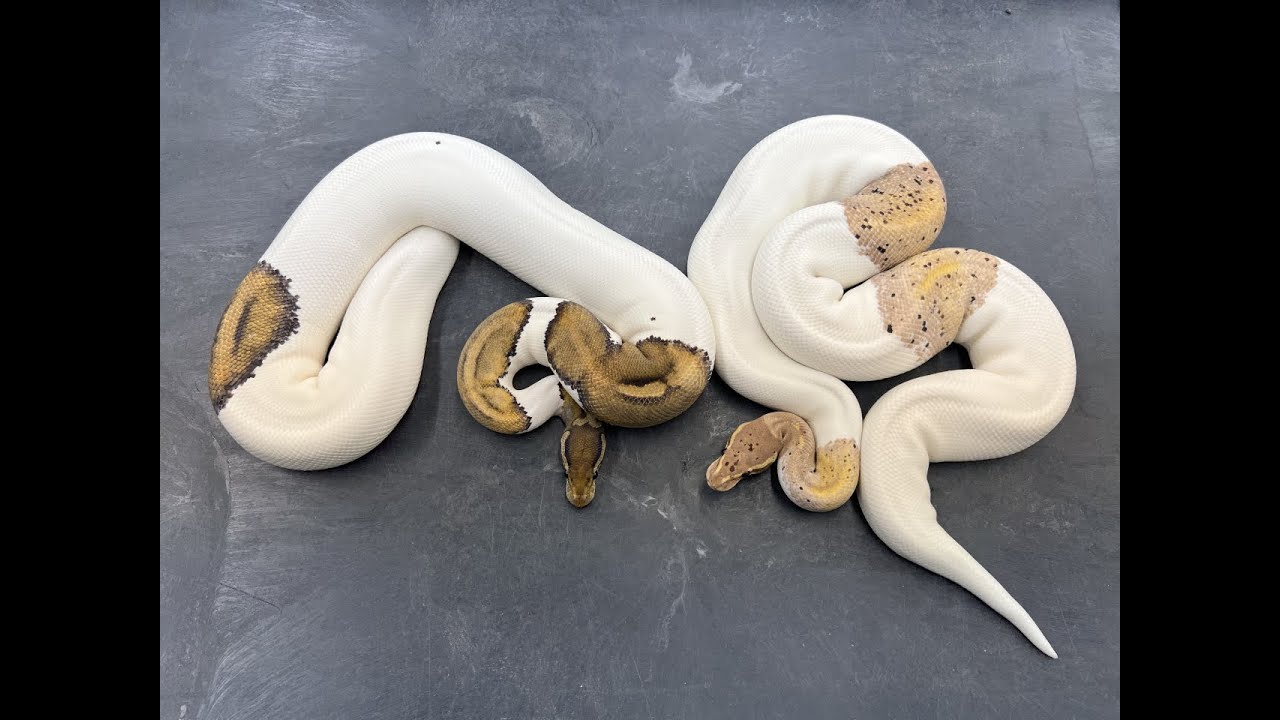 Pied Ball Pythons combos.  What do they look like as adults?