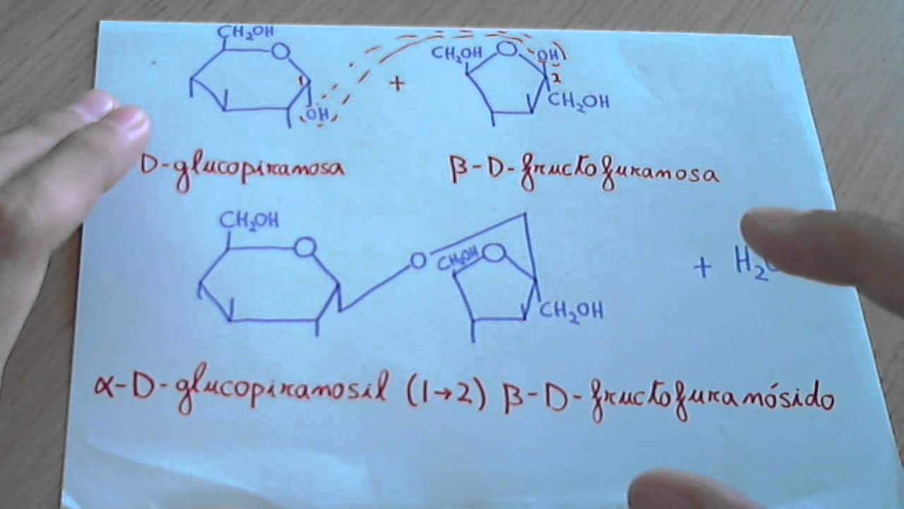 Sucrose: how it is formed and structured (disaccharides).