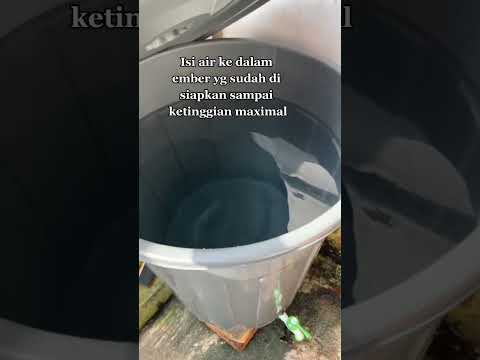 Langkah pertama untuk budidaya lele dalam ember #usaha #budidaya #lele #budidamber