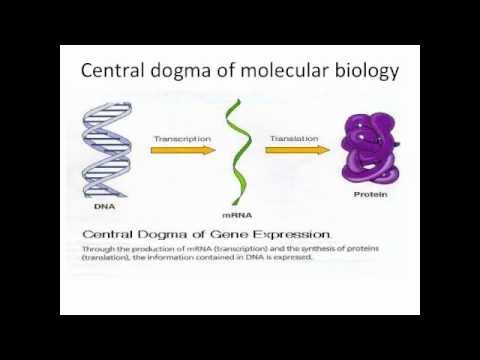 Unit 5 - Protein Synthesis Video