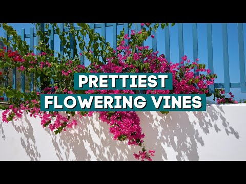 7 Prettiest Flowering Vines to Add to Your Garden ππΈ // PlantDo Home & Garden β¨