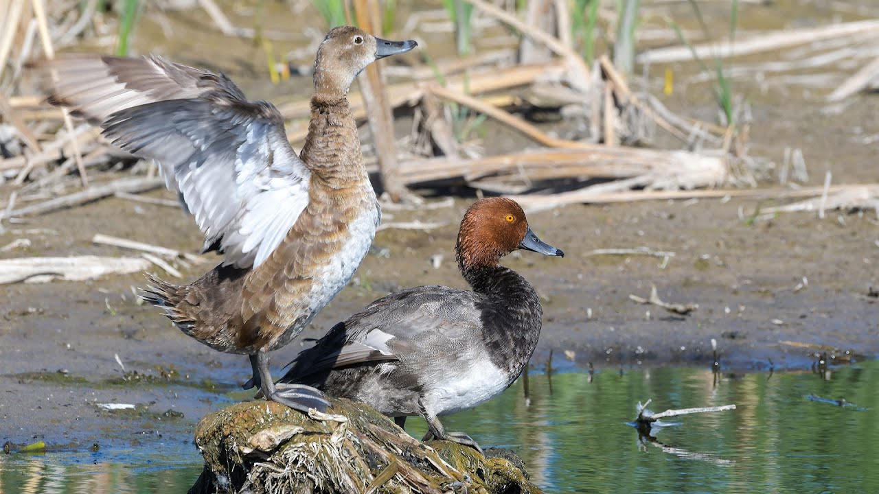 Breeding Duck Survey 2022 - NDGNF - 06-09-2022
