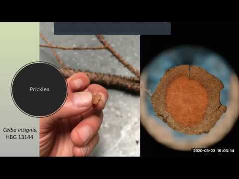 Spines, Thorns, and Prickles talk by Sean