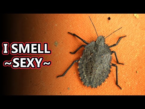 Stink Bug Facts: the STINK is APPEALING 😖 | Animal Fact Files